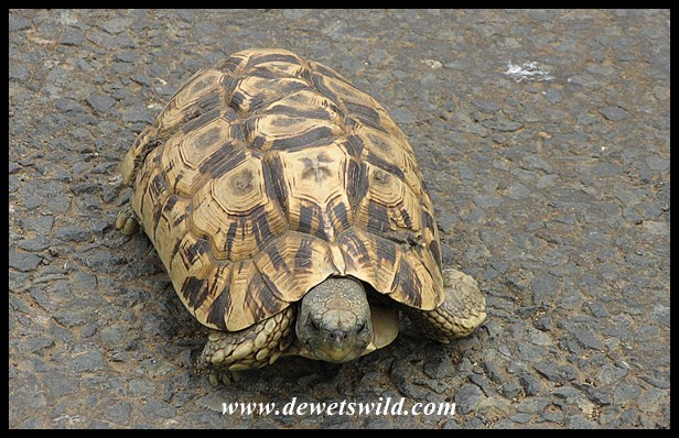 Bell’s Hinged Tortoise (1) | DeWetsWild