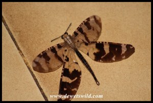 Antlions | DeWetsWild