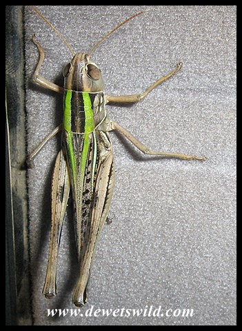 Green Tree Locust | DeWetsWild