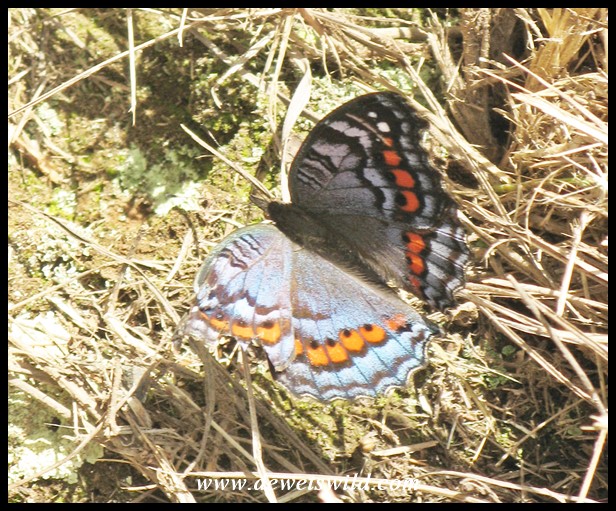 Gaudy Commodore | DeWetsWild