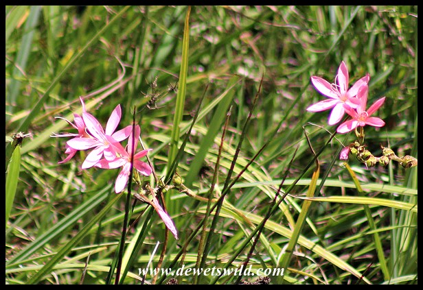 River Lily | DeWetsWild