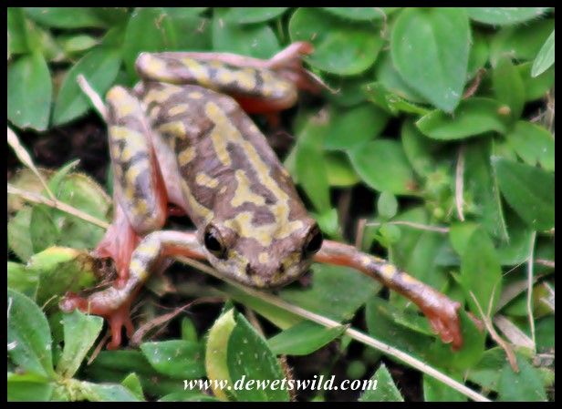 Painted Reed Frog | DeWetsWild