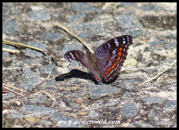 Gaudy Commodore | DeWetsWild