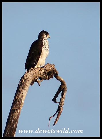 African Hawk-Eagle | DeWetsWild