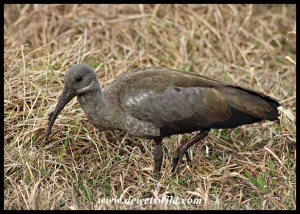 Hadeda Ibis | DeWetsWild