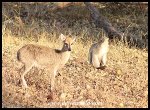 Common Duiker | DeWetsWild