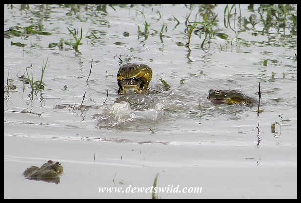 African Bullfrog | DeWetsWild