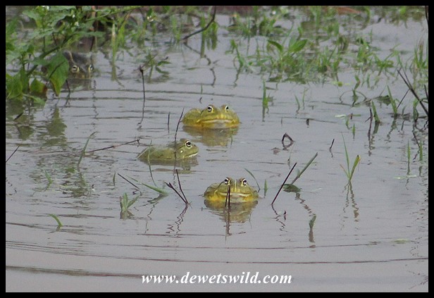 African Bullfrog | DeWetsWild