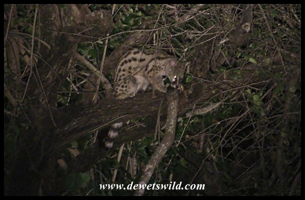 Large Spotted Genet | DeWetsWild