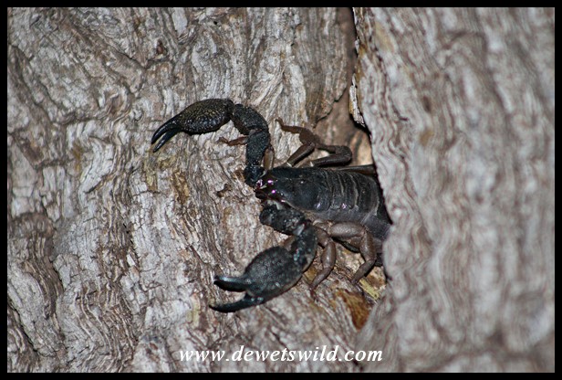 Tree Creeper Scorpion | DeWetsWild