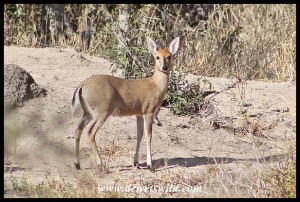 Common Duiker | DeWetsWild