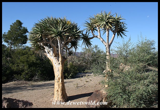 Quiver Tree | DeWetsWild