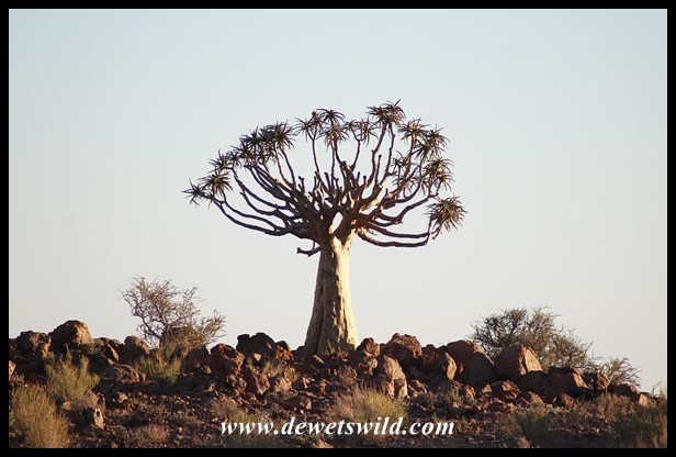 Quiver Tree | DeWetsWild