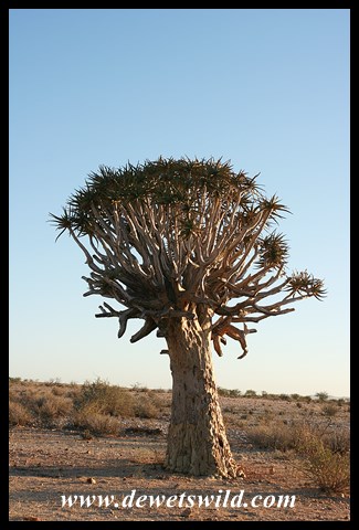 Quiver Tree | DeWetsWild