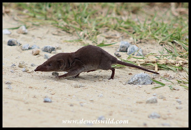 GreaterRedMuskShrew_Wilderness_20Dec2020 (11) | DeWetsWild