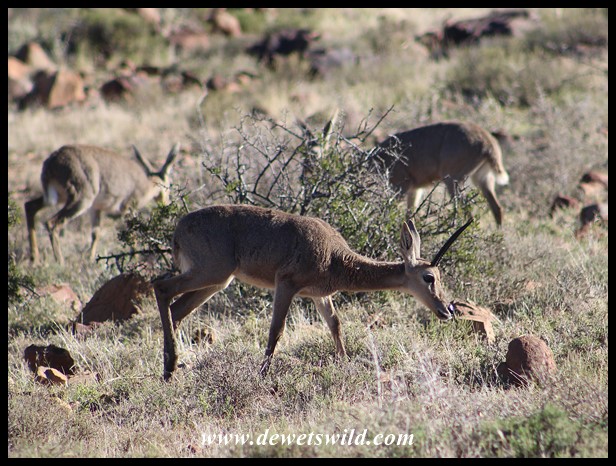 Grey Rhebok | DeWetsWild