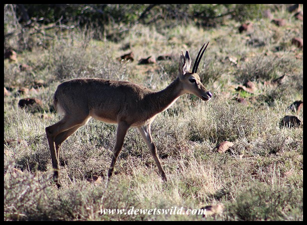 Grey Rhebok | DeWetsWild