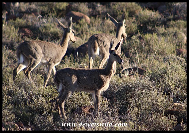 Grey Rhebok | DeWetsWild