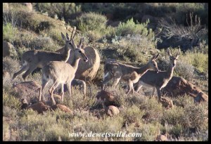 Grey Rhebok | DeWetsWild