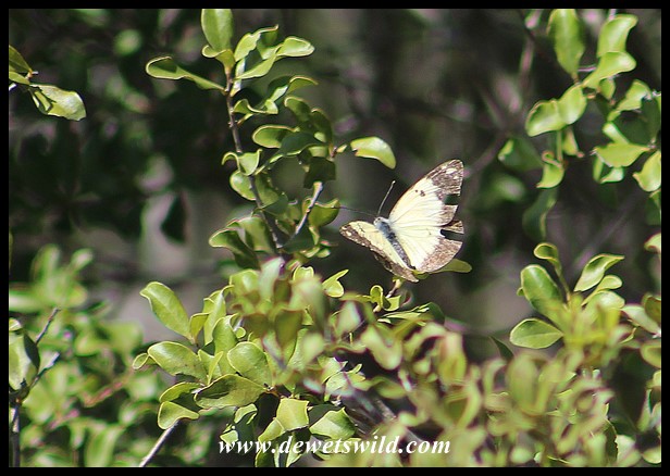 African Common White Butterfly | DeWetsWild