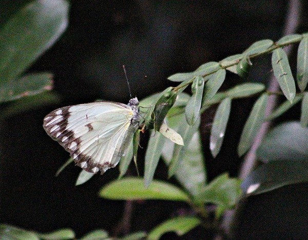 African Common White Butterfly | DeWetsWild