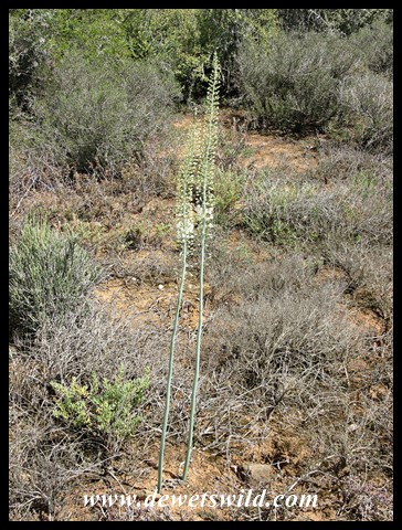 AfricanSquill-Drimia-altissima_Addo_28Dec20 (31) | DeWetsWild