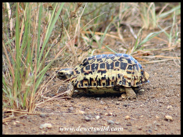 Hinged Tortoises | DeWetsWild