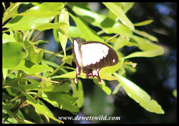MockerSwallowtail_CapeVidal_22Jan21 (21) | DeWetsWild