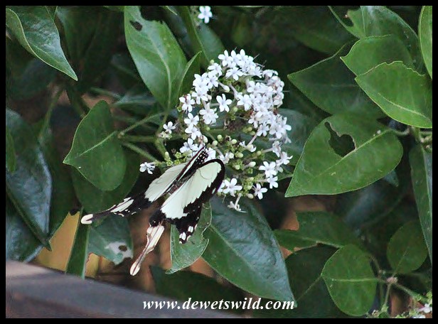 The Flying Handkerchief / Mocker Swallowtail Butterfly | DeWetsWild