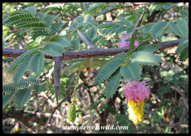 Sickle Bush | DeWetsWild