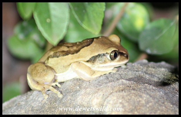 Brown-backedTreeFrog_KNP_16Dec2021_Dries (36) | DeWetsWild