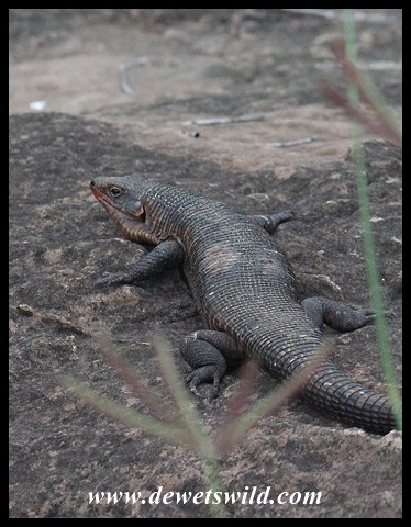 Giant Plated Lizard | DeWetsWild