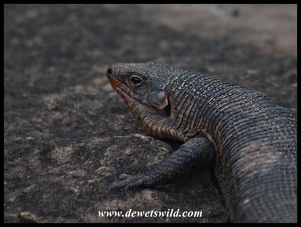 Giant Plated Lizard | DeWetsWild