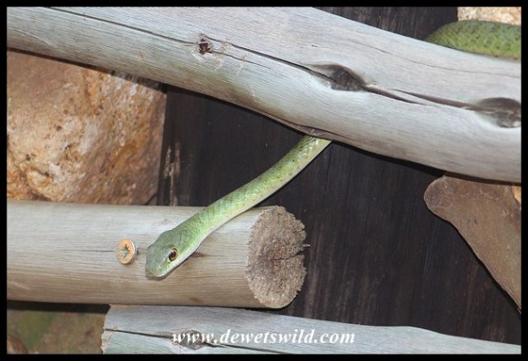 Eastern Smooth Green Snake Rough Green Snake | (Opheodrys Aestivus).
