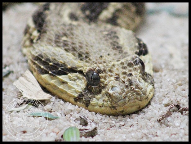 Puff Adder | DeWetsWild
