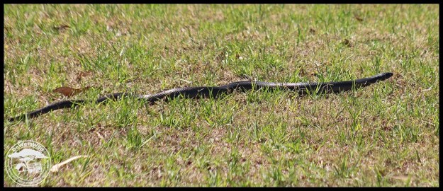Mole Snake | DeWetsWild