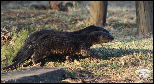 Spotted-necked Otter | DeWetsWild