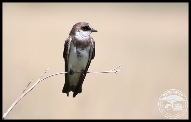 Banded Martin | DeWetsWild