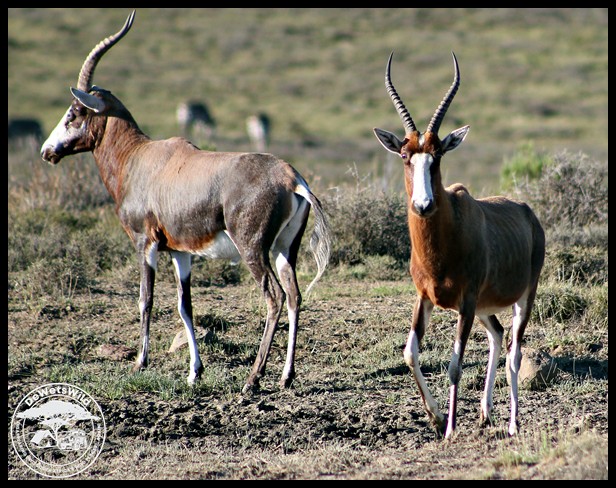 MtnZebra_Jan25_DdW (34) | DeWetsWild