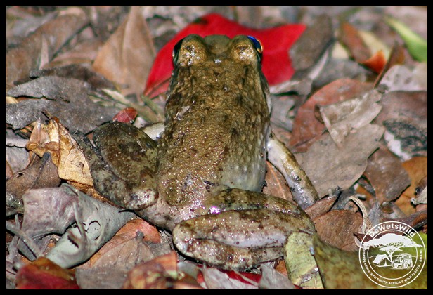 Blogposts | DeWetsWild | Disappearing into South Africa's wild places ...