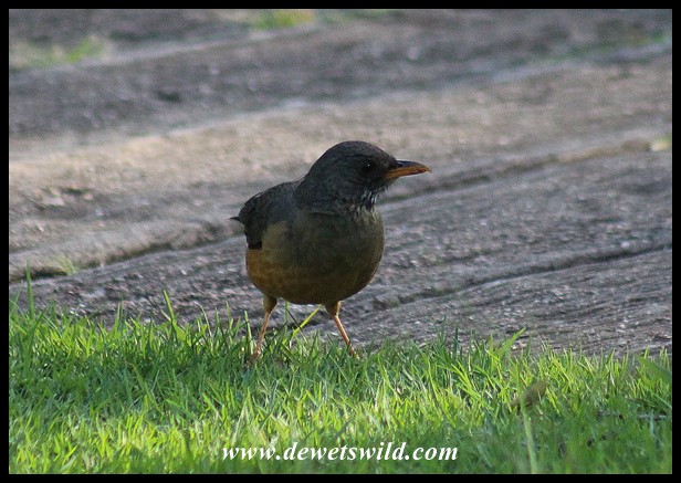 Olive Thrush | DeWetsWild